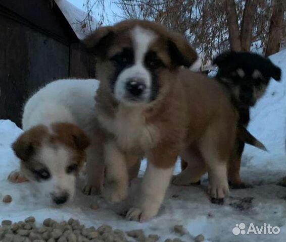 Щенки