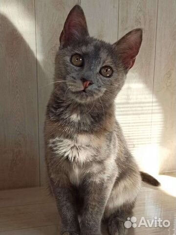 Котенок в добрые руки