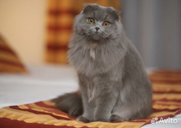 Шотландская вислоухая кошка бесплатно