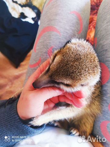 Сурикат мальчик