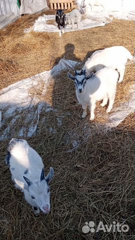 Козел и козлята