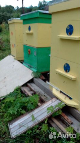 Продам пчелопакеты