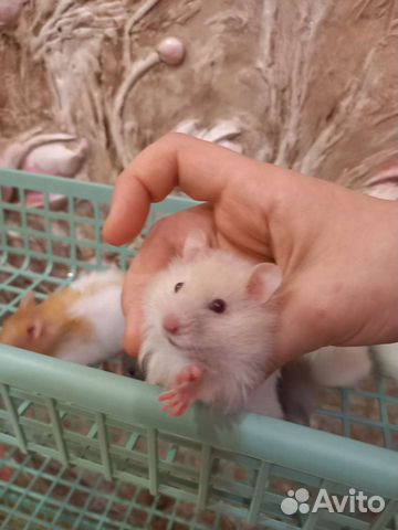 Милые сирийские хомячки