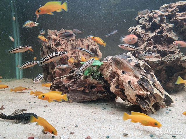 Танганьика