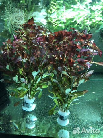 Аквариумные растения