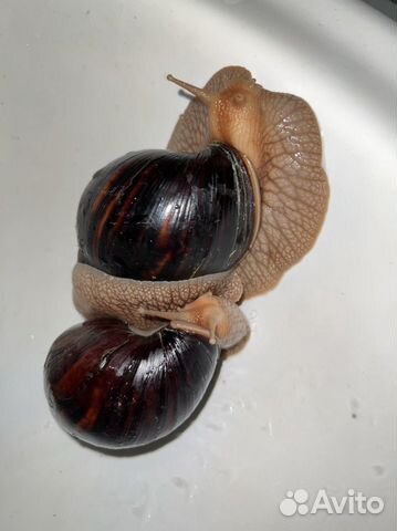 Улитки ахатины