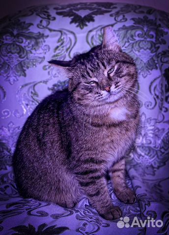 Отдам кота в добрые руки