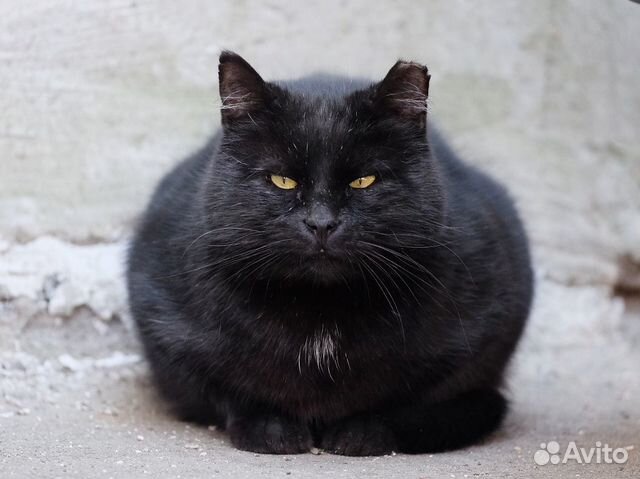 Котик Кузя 4 года