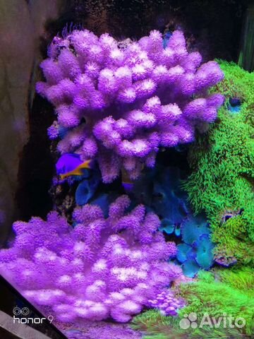 Морские кораллы. Синулярия. Бриариум. Офиура