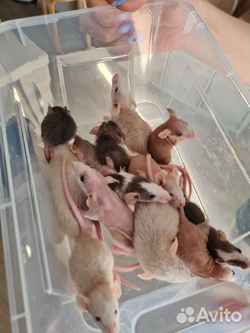Отдам Крыс в добрые руки