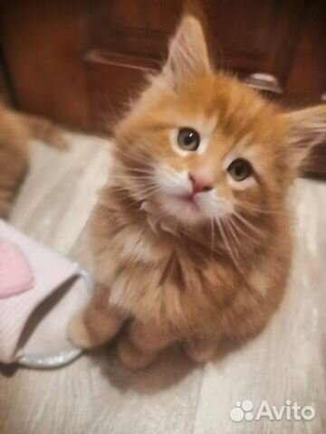 Котик мэй кун