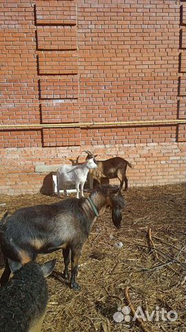 Козел альпийский