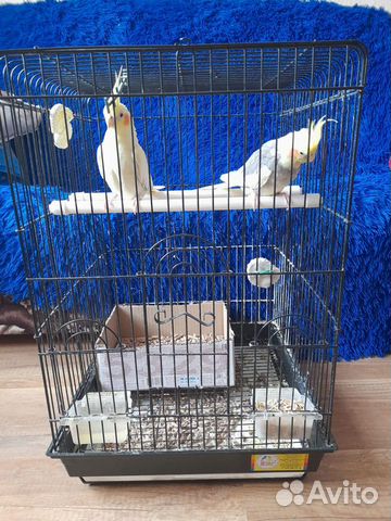 Попугай корелла с клеткой