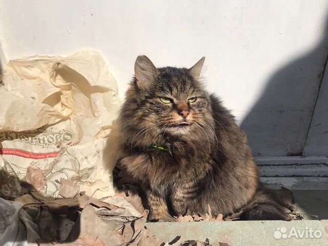 Сибирская кошечка,нашли на улице,потеряшка