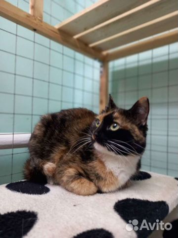 Кошка-чемпионка Мята