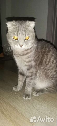 Шотландские вислоухие котята серые