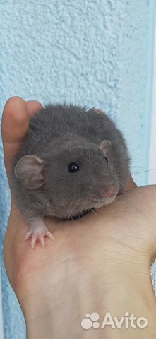 Крысята Рекс с клеткой и кормом