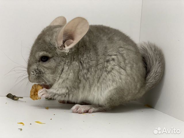 Шиншилла гетеробеж на нф50