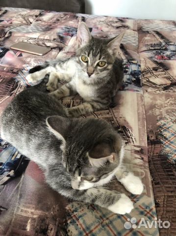 Котята