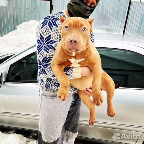 Американский булли сучка шоу класса