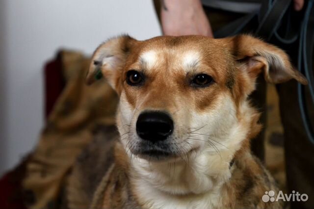 Малышка в поисках дома