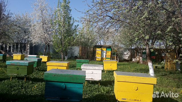 Пчёлы, пчёлопакеты, сушь