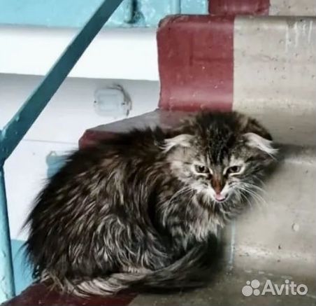 Вислоухий серый котёнок в подъезде
