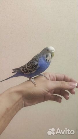 Попугаи волнистый и получех