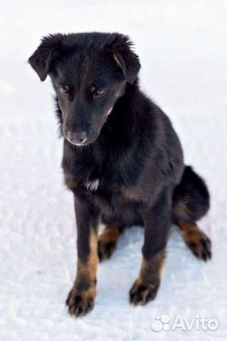 Собака 4 мес