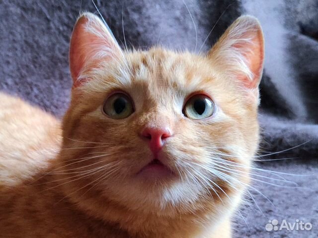 Солнечный котик Рыжик в добрые руки