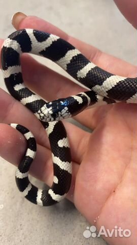 Королевская колифорнийская змея