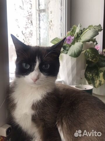 Кошка на вязку