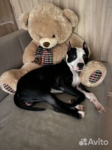 Питбультерьер вязка кобель