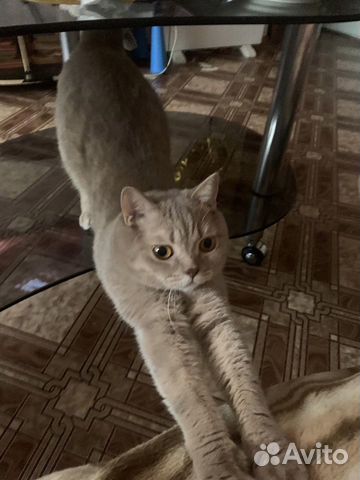 Британский котик