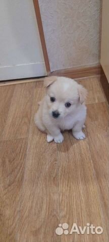 Щенок Московская Сторожевая