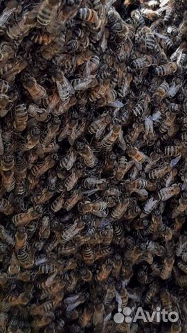 Продам "пчёл"