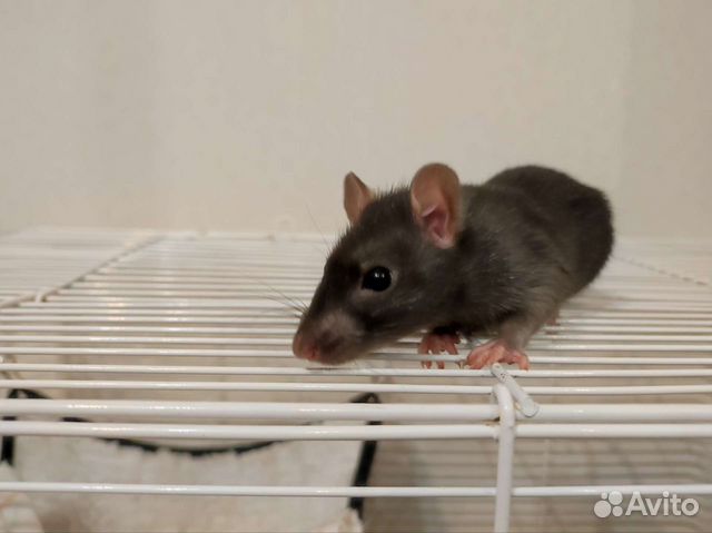 Крыска дамбо девочка