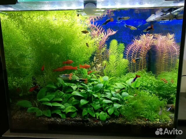 Продам растения