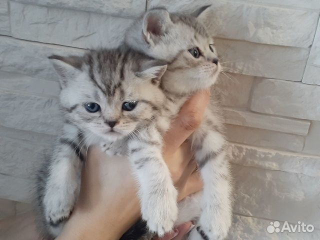 Шотландские прямоухие котята
