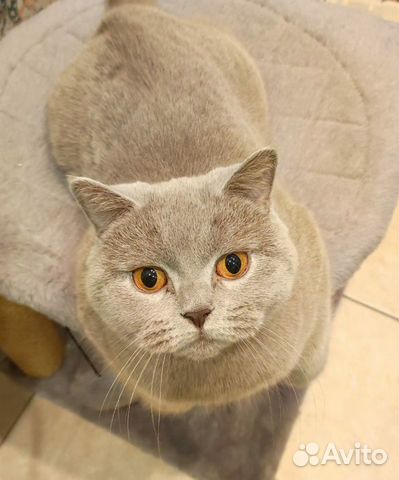 Кошка британка бесплатно