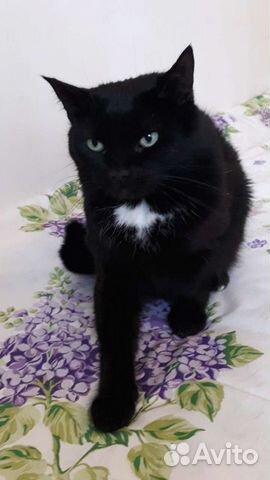 Кошки в добрые руки