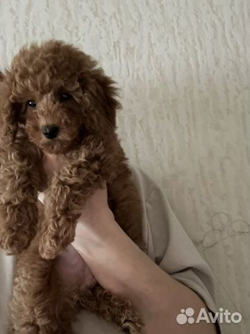 Той-пудель красные девочки РКФ