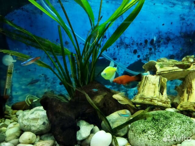 Аквариумные рыбки