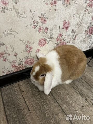 Отдам в добрые руки декоративного кролика