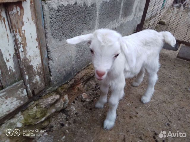 Заанинец козленок