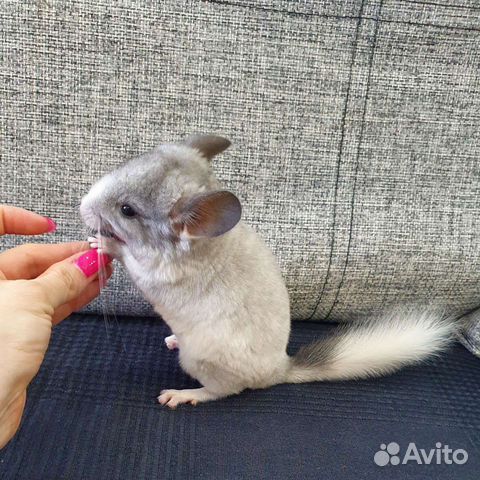 Шиншилленок Белый Вильсона мальчик 2 мес