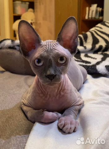 Канадский сфинкс мальчик