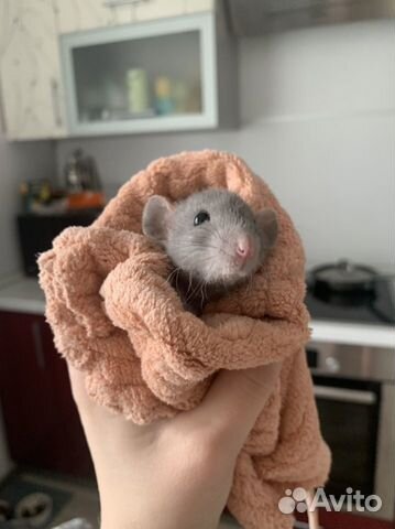 Крысы с клеткой