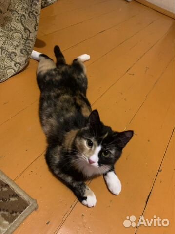 Обычная кошечка