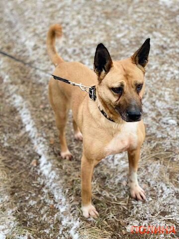 Василиса нежная собаня